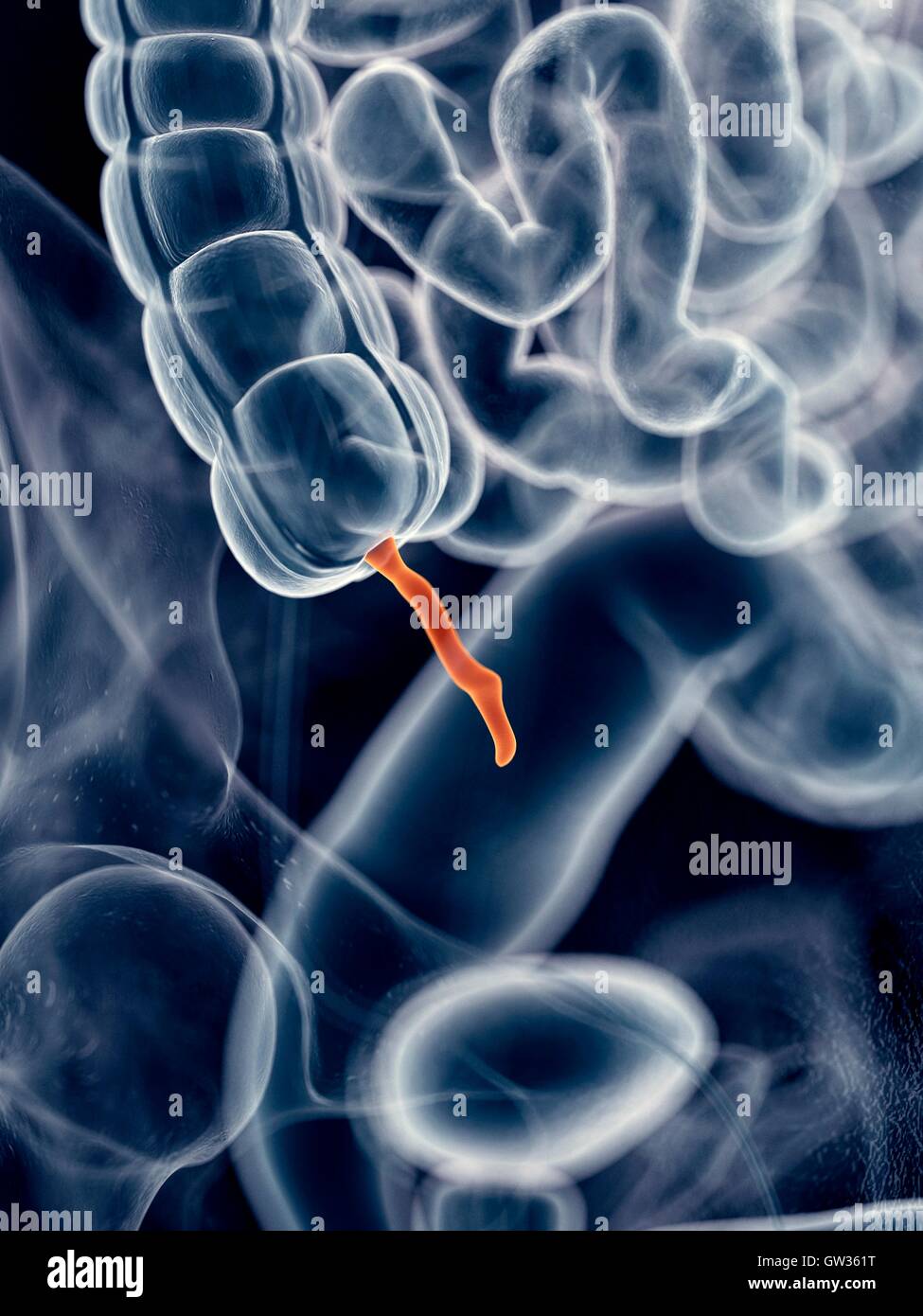 Appendix illustration -Fotos und -Bildmaterial in hoher Auflösung – Alamy