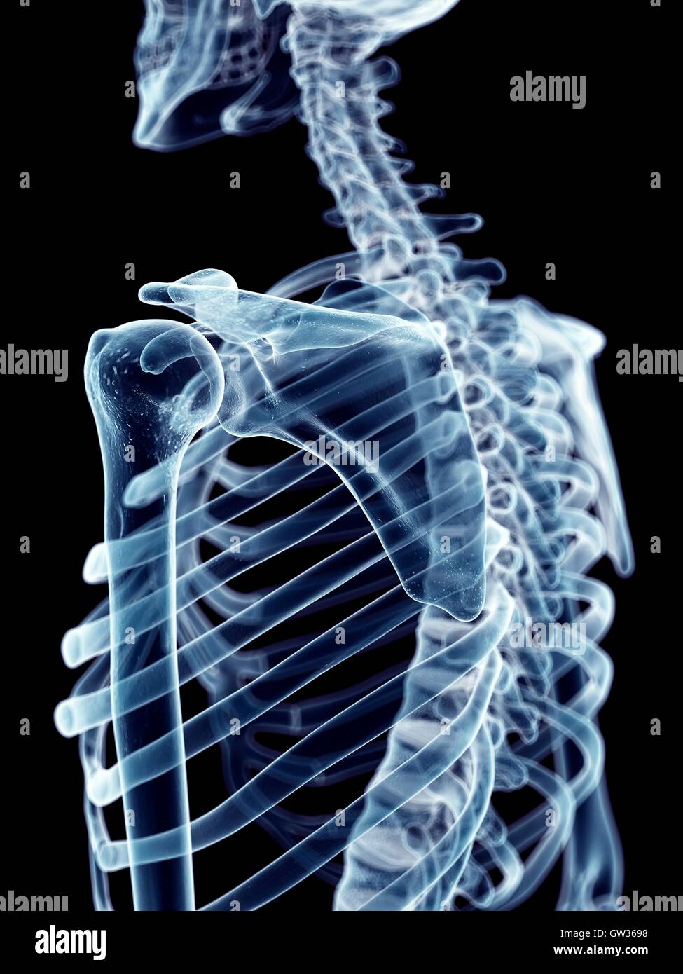 Struktur Des Schulterblatts Stockfotos und -bilder Kaufen - Alamy