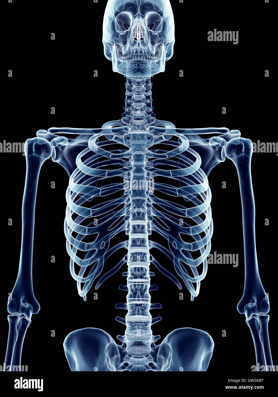 Menschliches Skelett-Struktur, Abbildung Stockfotografie - Alamy