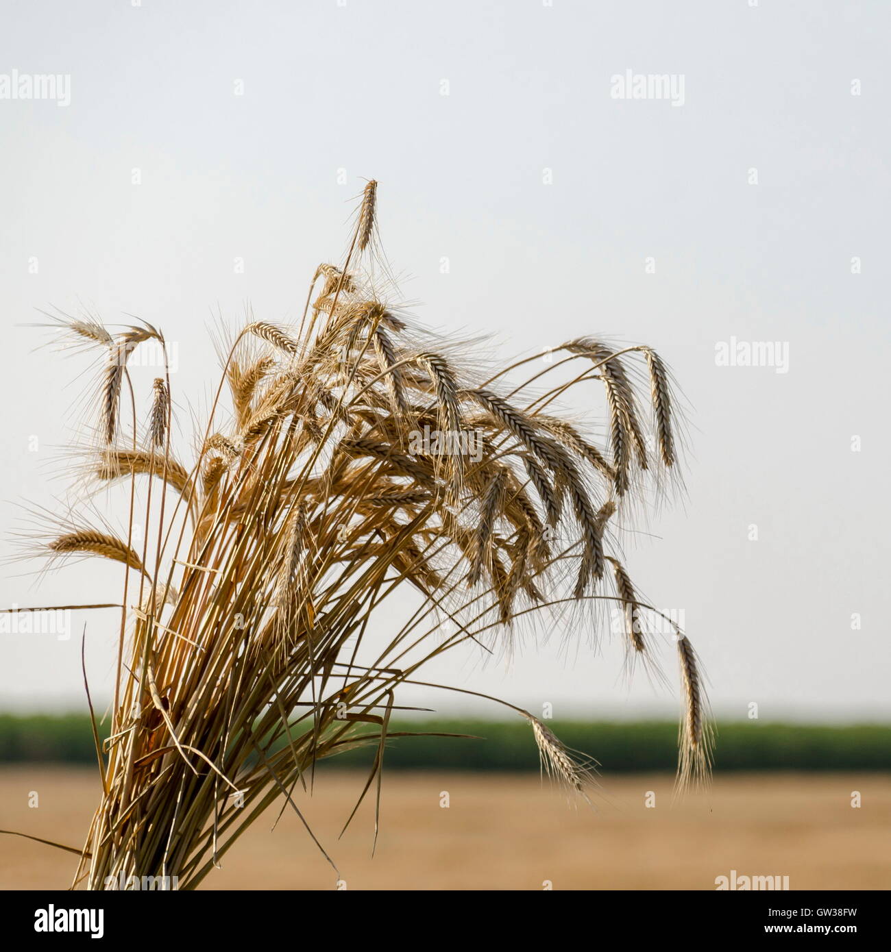 Getreide garbe -Fotos und -Bildmaterial in hoher Auflösung – Alamy