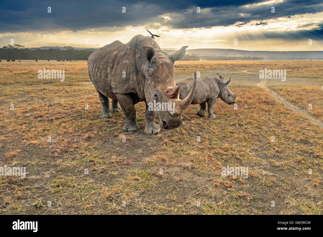 Baby Mutter Tiere Lieben Stockfotos und -bilder Kaufen - Alamy