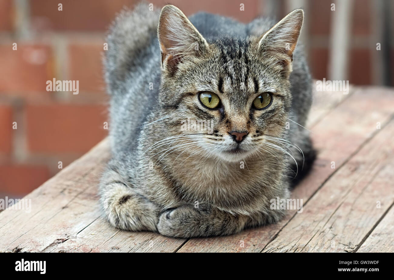Graue gestreifte katze -Fotos und -Bildmaterial in hoher Auflösung – Alamy