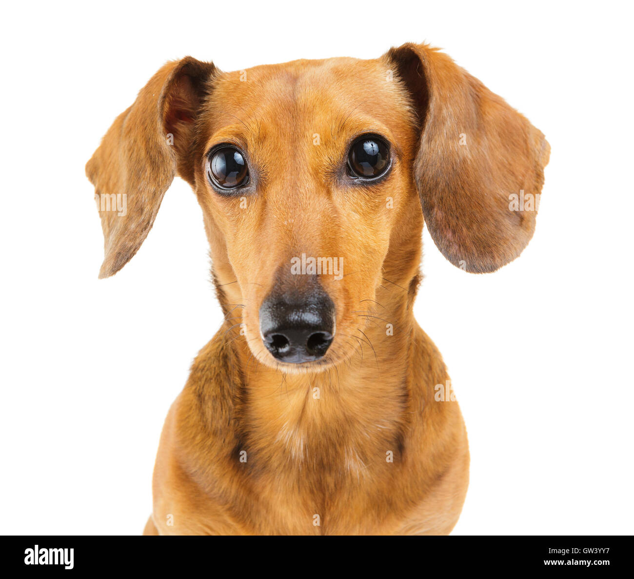 Dackel puppy -Fotos und -Bildmaterial in hoher Auflösung – Alamy