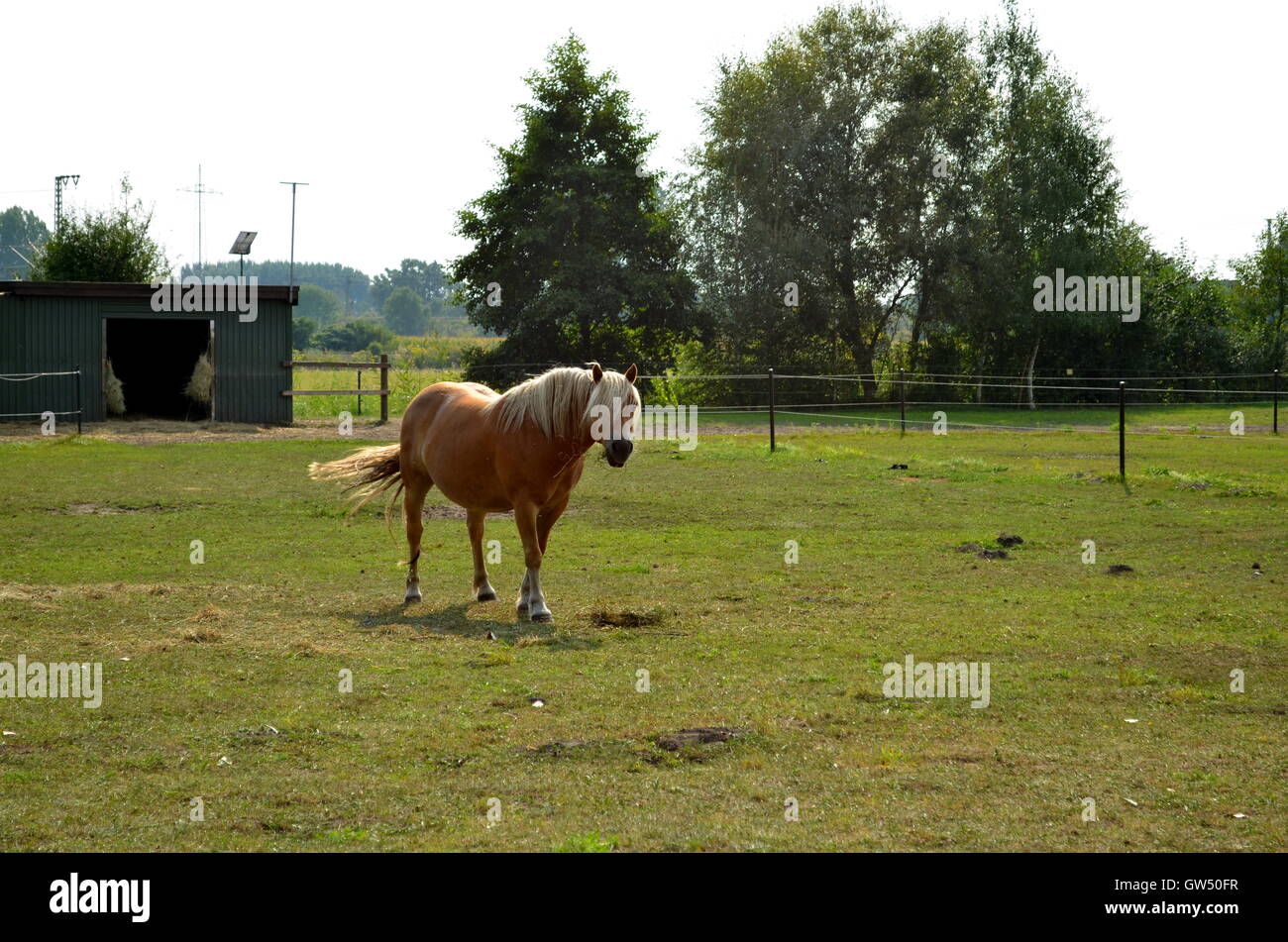 Haflinger pferd -Fotos und -Bildmaterial in hoher Auflösung – Alamy