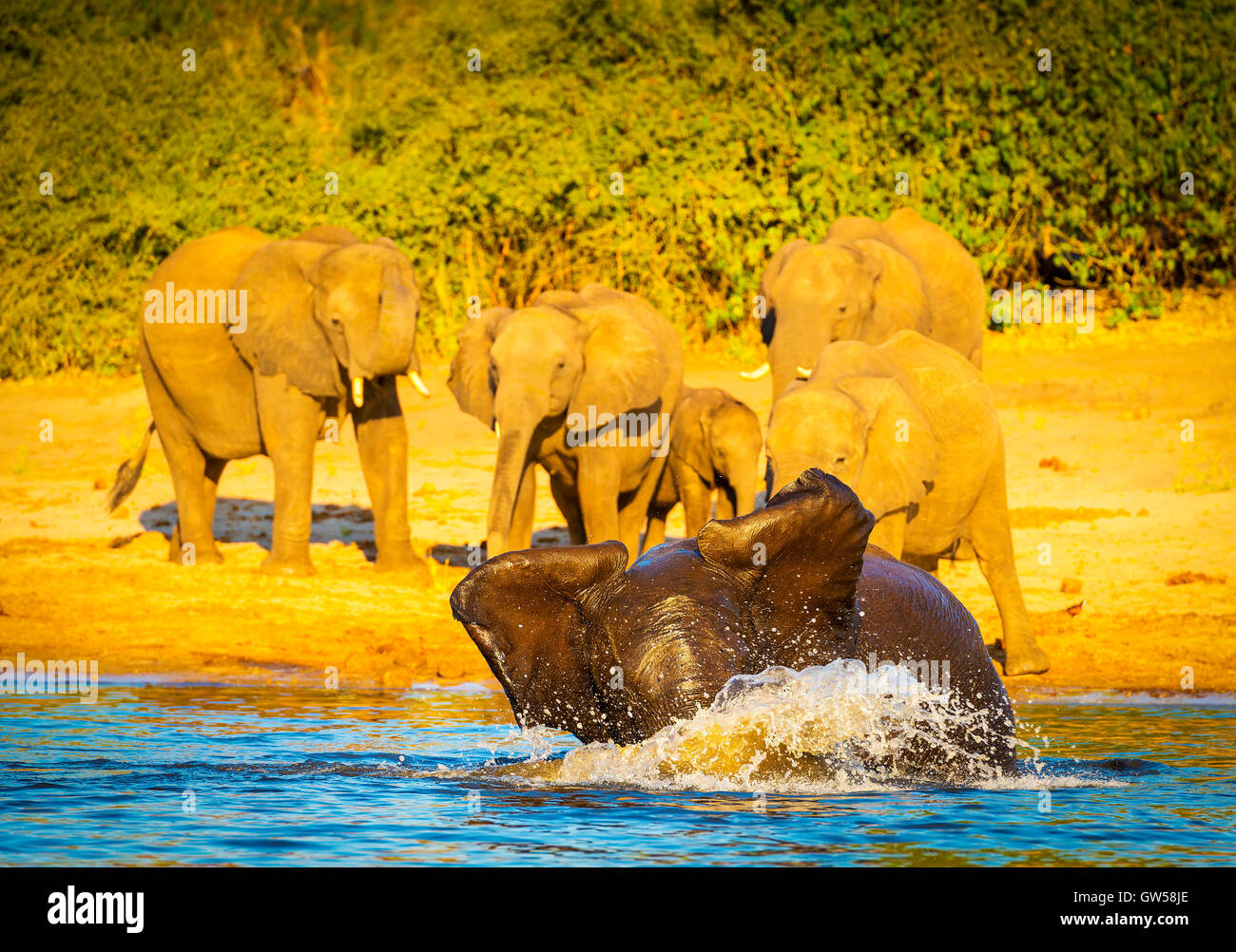 Baby elefant junger elefant -Fotos und -Bildmaterial in hoher Auflösung ...