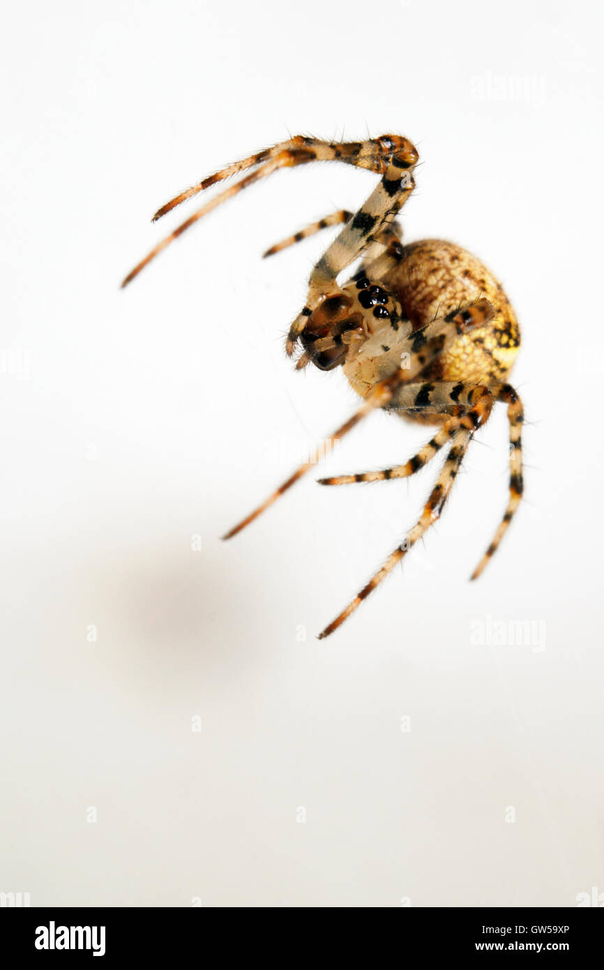 Labyrinthspinne Agelena Labyrinthica Stockfotos und -bilder Kaufen - Alamy