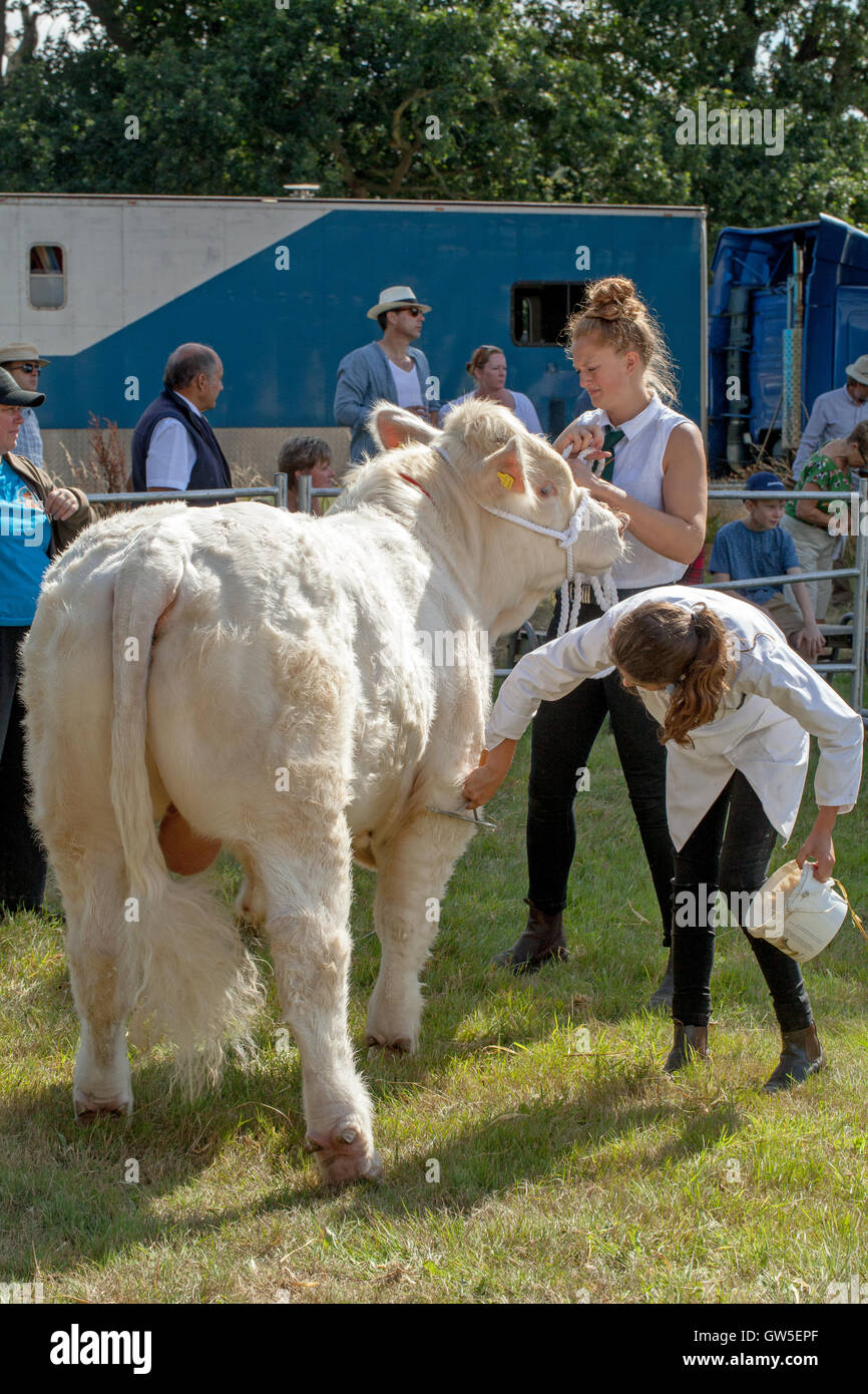 French breed -Fotos und -Bildmaterial in hoher Auflösung – Alamy