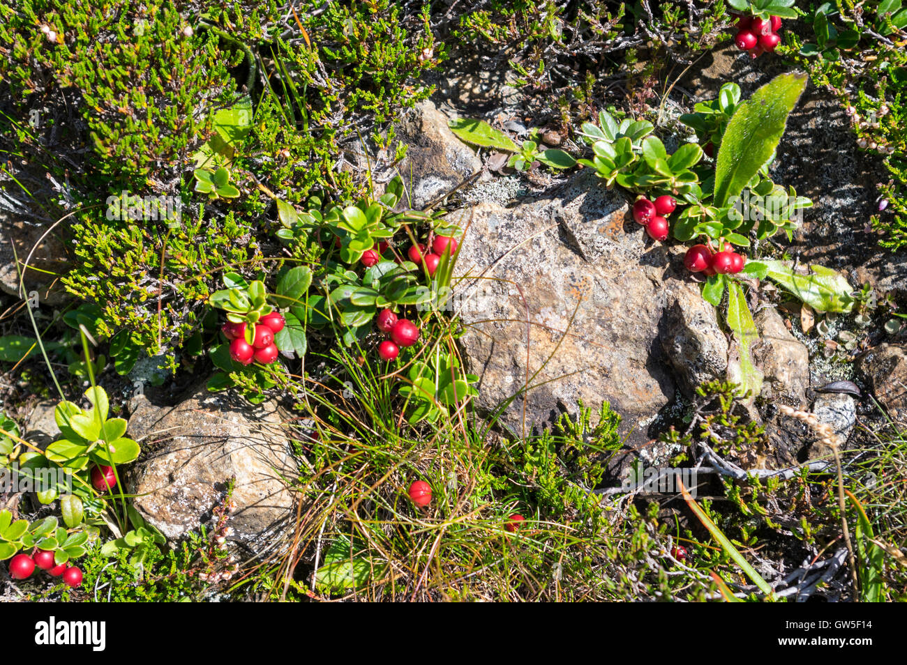 Berg cranberry -Fotos und -Bildmaterial in hoher Auflösung – Alamy
