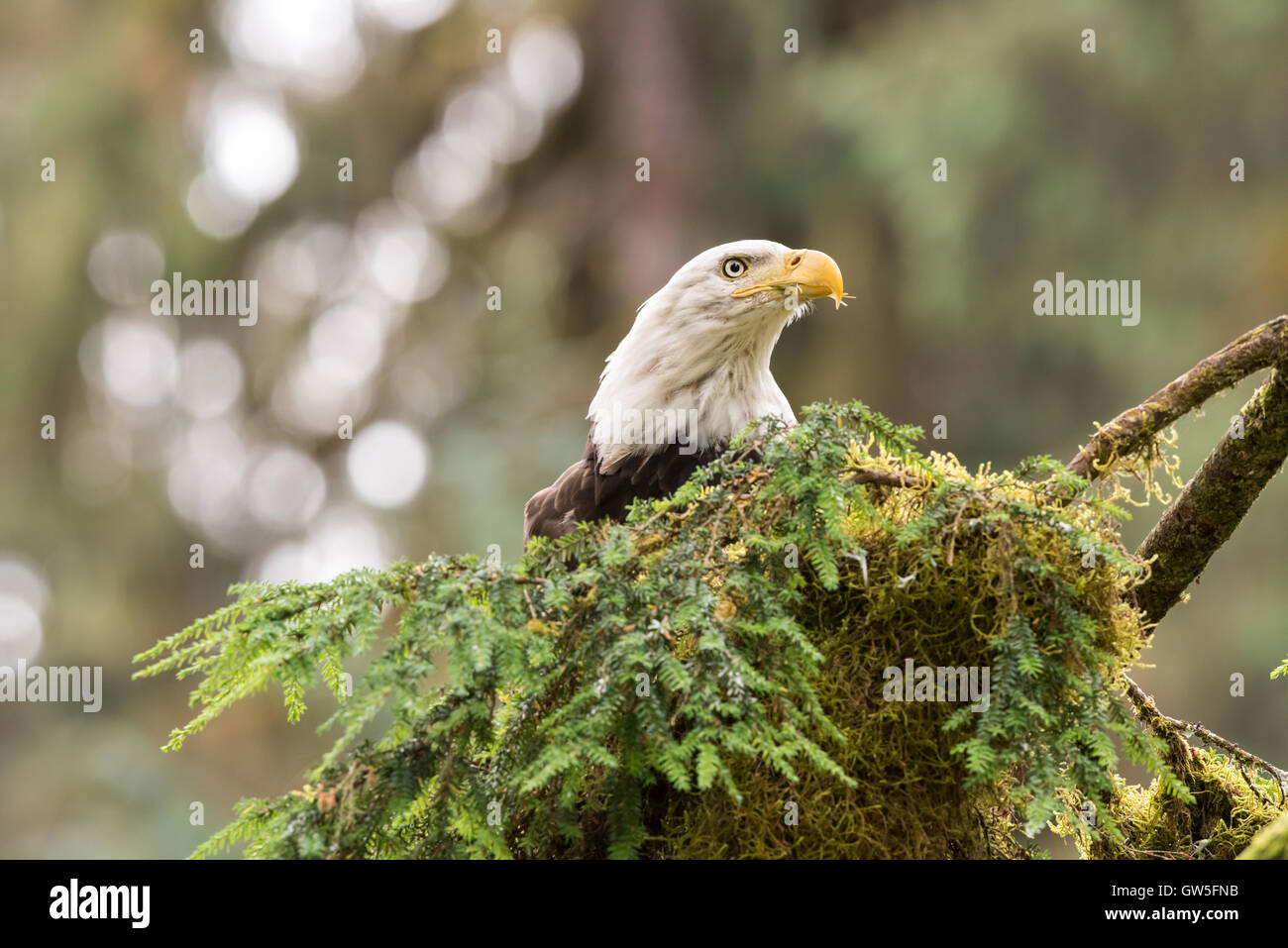 Adler sitzend bilder -Fotos und -Bildmaterial in hoher Auflösung – Alamy