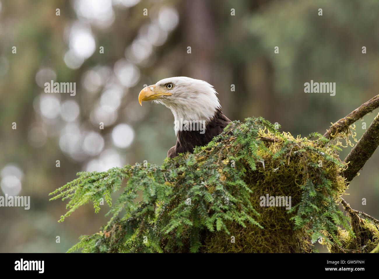 Adler sitzend bilder -Fotos und -Bildmaterial in hoher Auflösung – Alamy