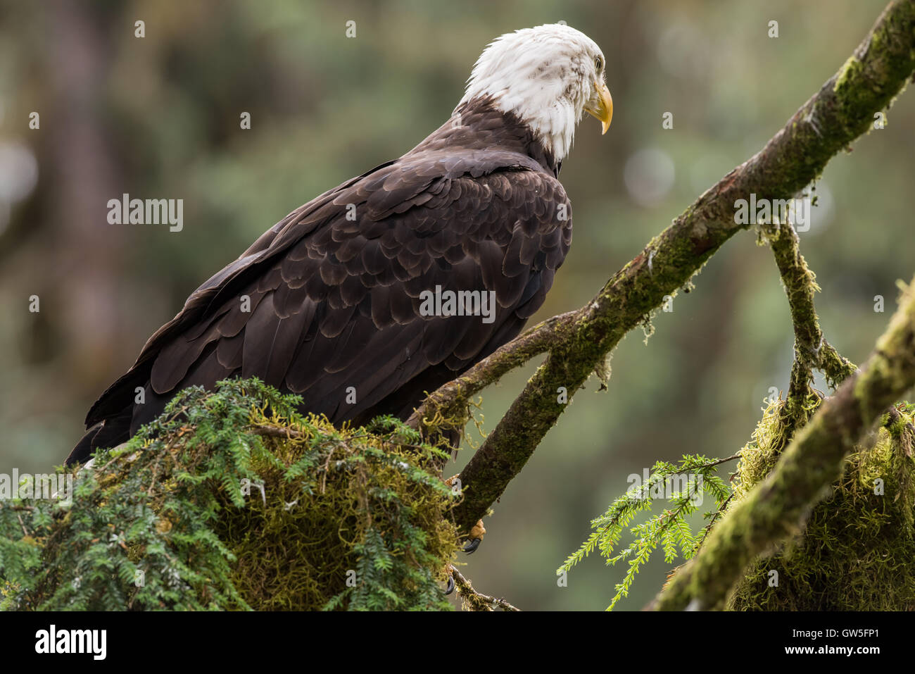 Adler sitzend bilder -Fotos und -Bildmaterial in hoher Auflösung – Alamy