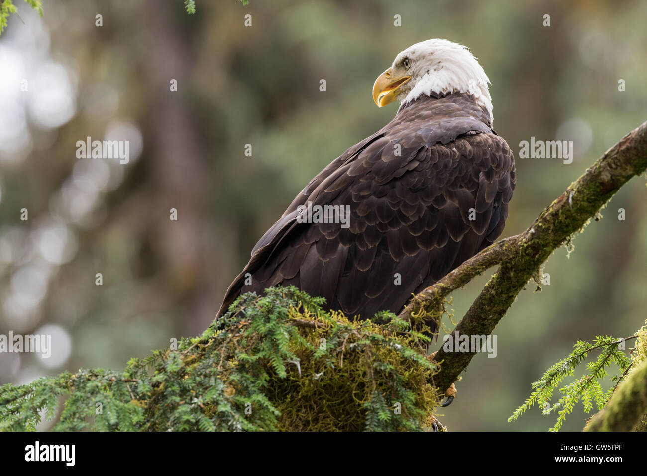 Adler sitzend bilder -Fotos und -Bildmaterial in hoher Auflösung – Alamy