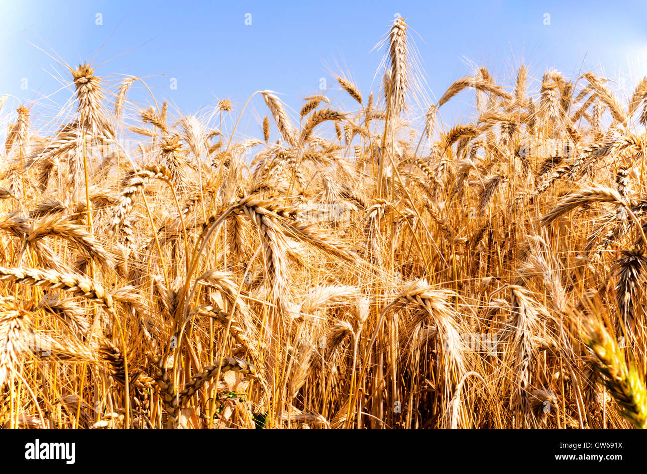 Blaue wolke landwirtschaft -Fotos und -Bildmaterial in hoher Auflösung ...