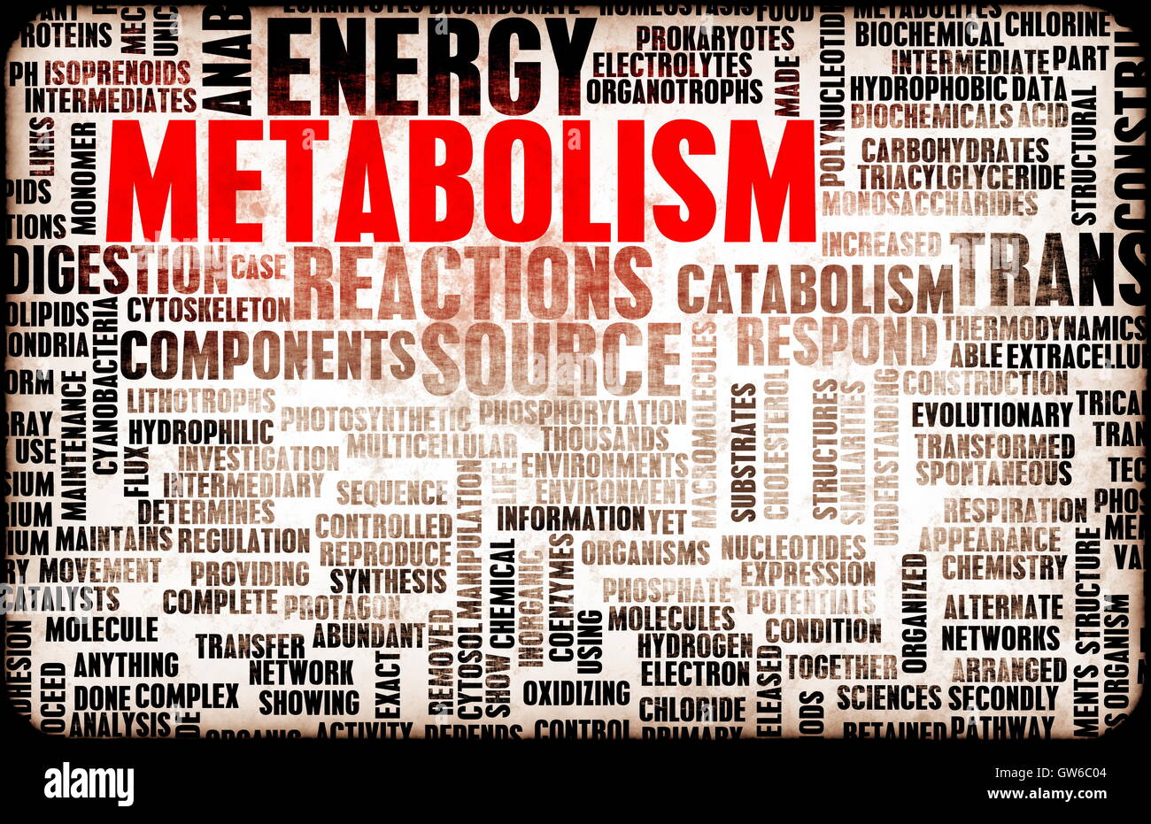 Metabolic diagram -Fotos und -Bildmaterial in hoher Auflösung – Alamy