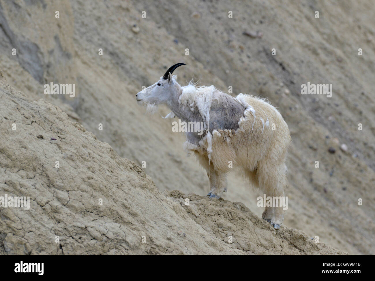 Bergziege - Oreamnos americanus Stockfotografie - Alamy