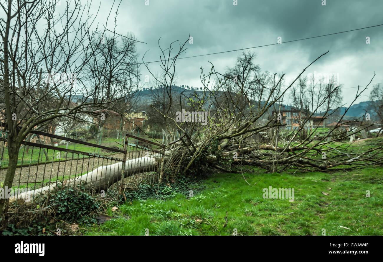 Eine 100 Jahre alte Esche wurde nach einem Sturm und Wind aus Wurzeln ...