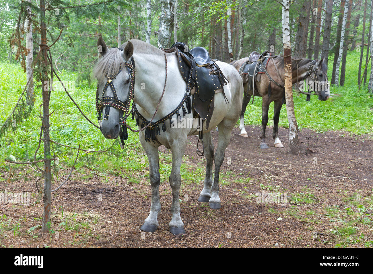 Reitbar gesattelt und gezügelt weiße Pferde, stehend im Wald an einen ...
