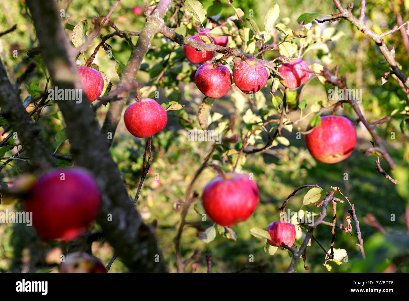 Roter apfel am baum -Fotos und -Bildmaterial in hoher Auflösung – Alamy