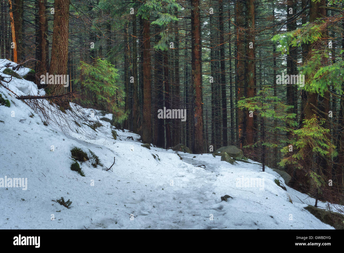 Nadelbaum wald winter -Fotos und -Bildmaterial in hoher Auflösung – Alamy