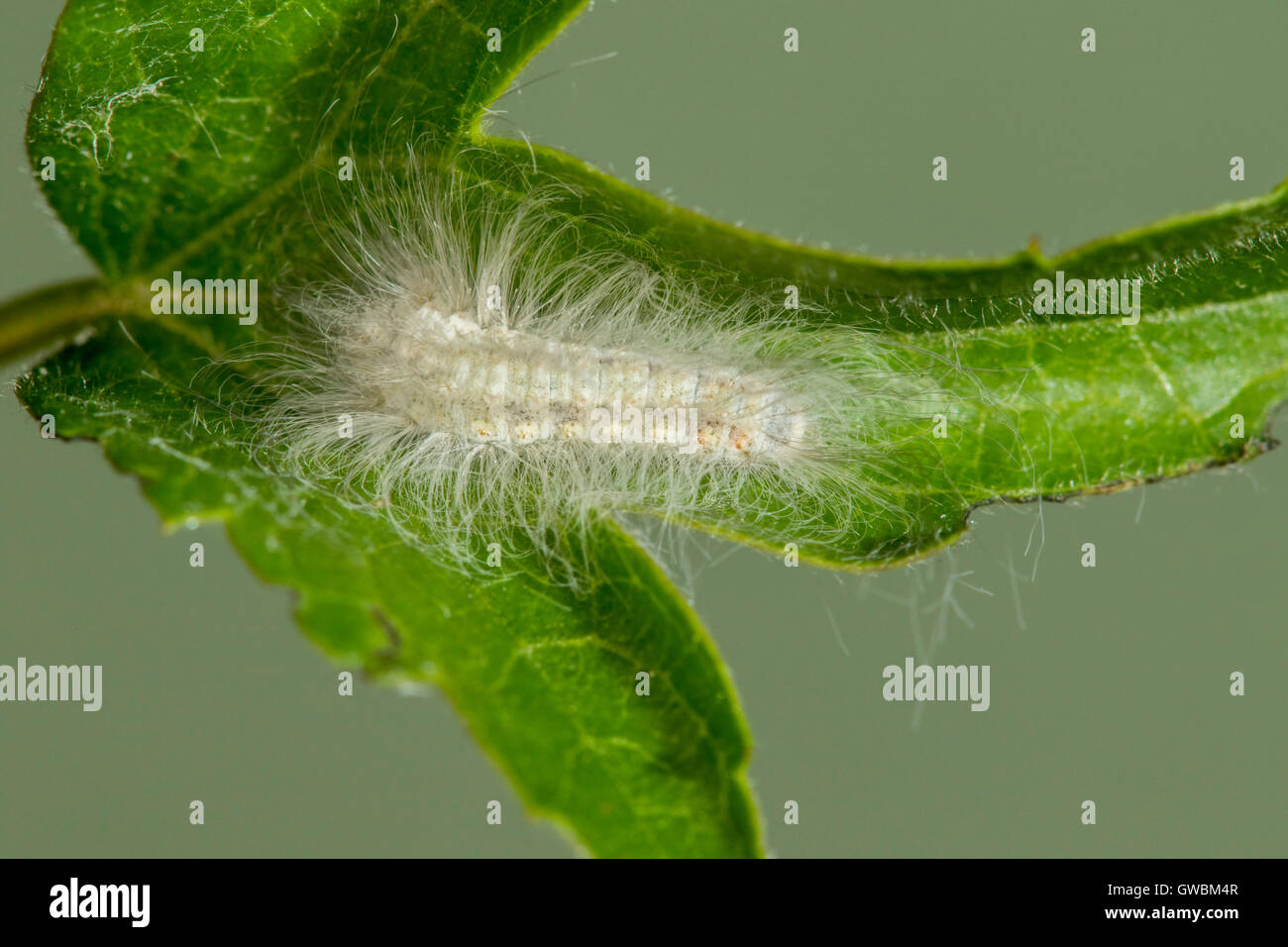 Calephelis nemesis -Fotos und -Bildmaterial in hoher Auflösung – Alamy