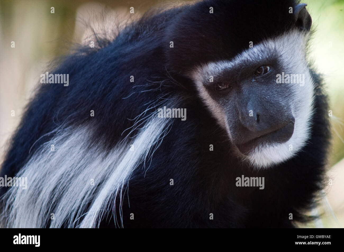 Colobus Erhaltung Stockfotos und -bilder Kaufen - Alamy