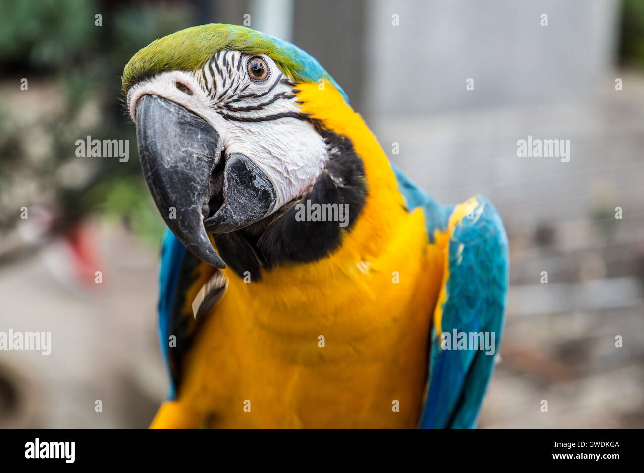 Papagei in der Yuen Po Vogelmarkt, Mong Kok, Kowloon, Hong Kong ...