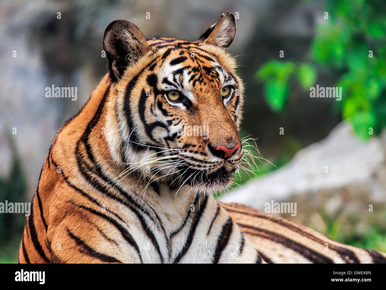 Wildlife Conservation Tiger Tiger ist ein Raubtier, das elegant an sich ...