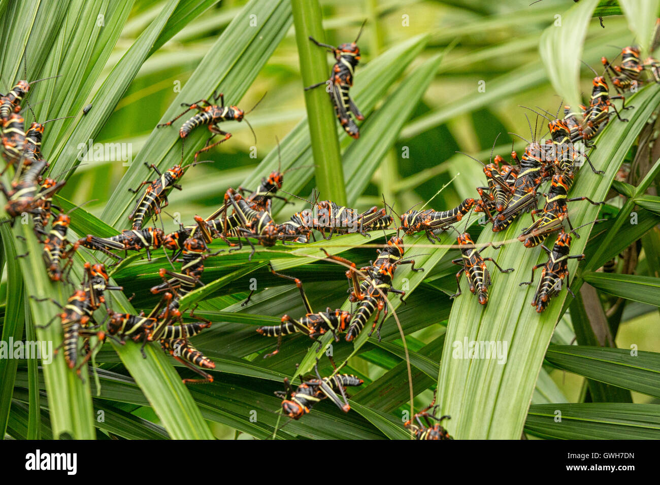 Lubber heuschrecke -Fotos und -Bildmaterial in hoher Auflösung – Alamy