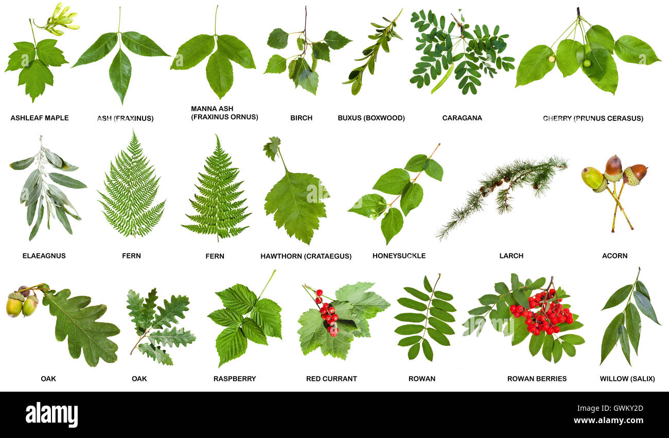 Caragana baum -Fotos und -Bildmaterial in hoher Auflösung – Alamy