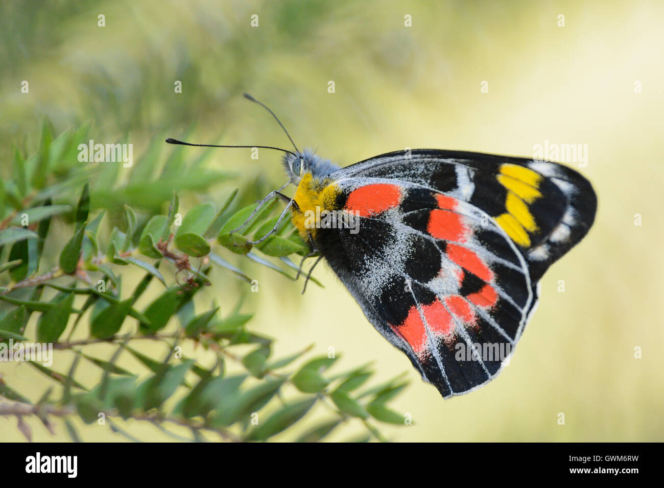 Ich und isebel -Fotos und -Bildmaterial in hoher Auflösung – Alamy