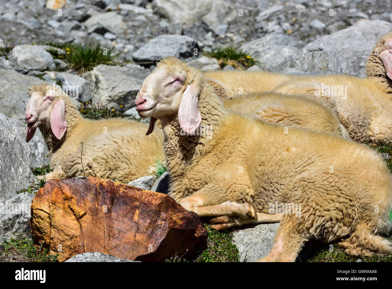 Alpine stone sheep -Fotos und -Bildmaterial in hoher Auflösung – Alamy