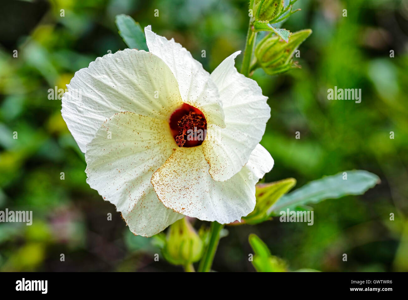 Wild flower hibiscus -Fotos und -Bildmaterial in hoher Auflösung – Alamy