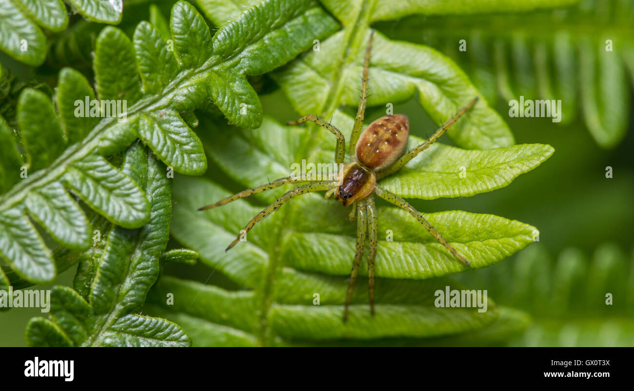 Dolomedes makro -Fotos und -Bildmaterial in hoher Auflösung – Alamy