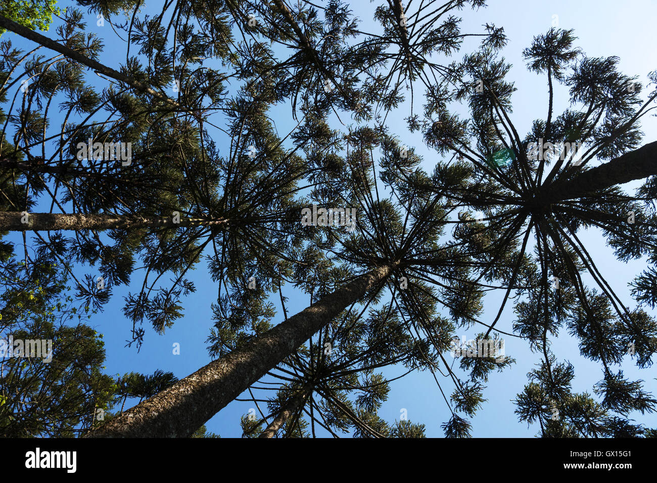 Araucaria Angustifolia Stockfotos und -bilder Kaufen - Alamy