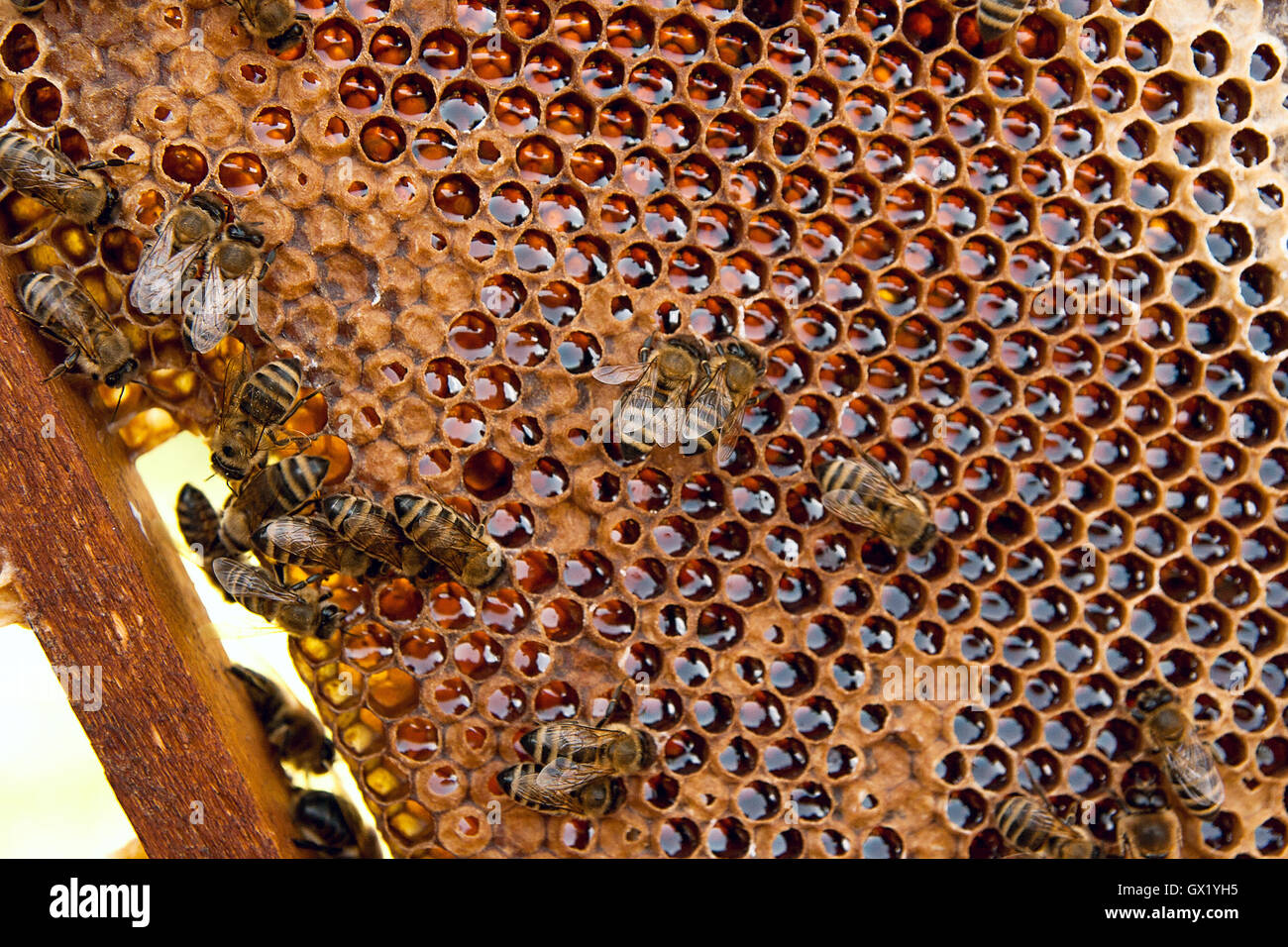 Nahaufnahme von den Arbeitsbienen auf die Wabe mit süßem Honig. Honig ...