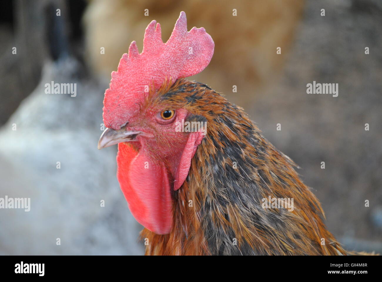 Brauner hahn -Fotos und -Bildmaterial in hoher Auflösung – Alamy