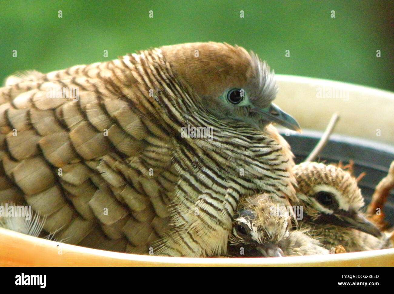 Baby Tauben Stockfotos und -bilder Kaufen - Alamy