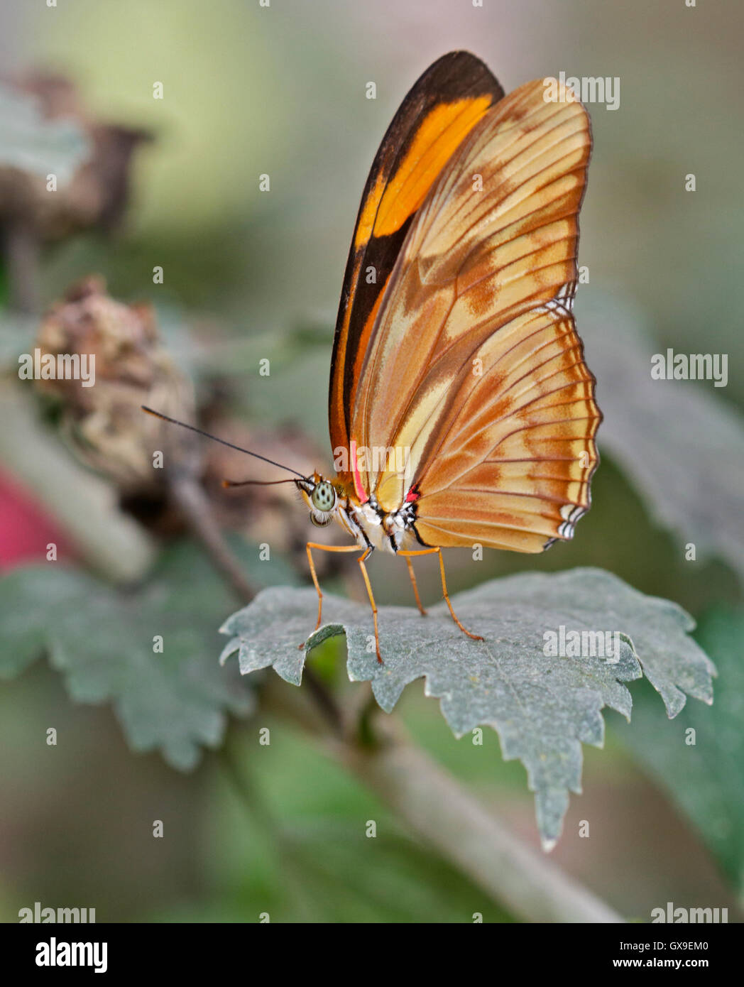 Julia butterfly -Fotos und -Bildmaterial in hoher Auflösung – Alamy