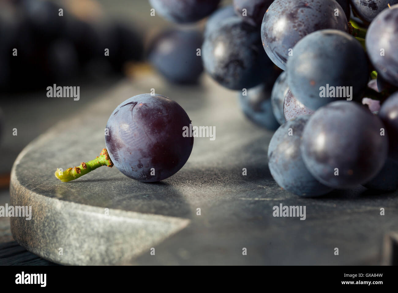 Reife concord trauben -Fotos und -Bildmaterial in hoher Auflösung – Alamy