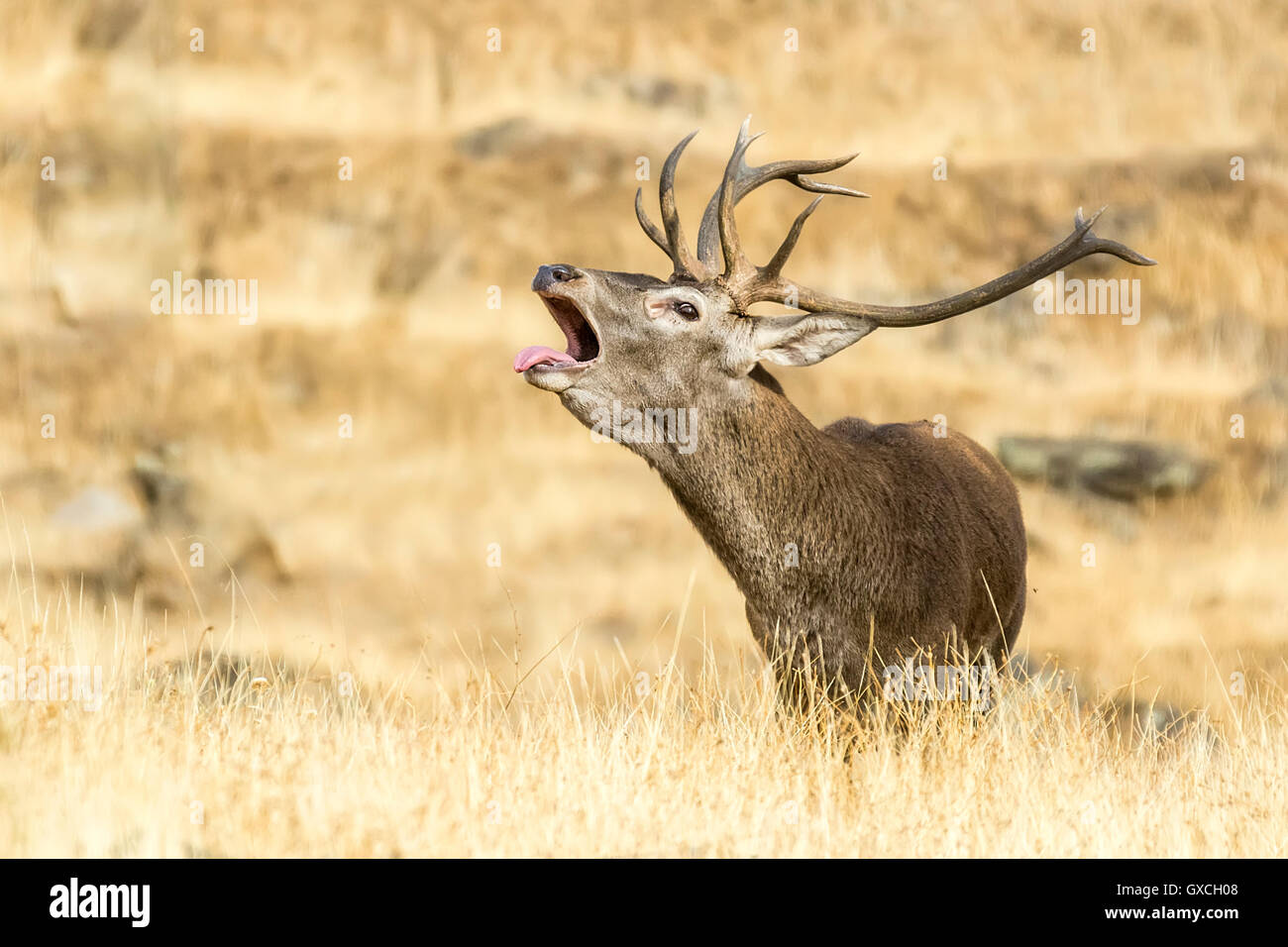 Rotwild schwarzwild rehwild -Fotos und -Bildmaterial in hoher Auflösung ...