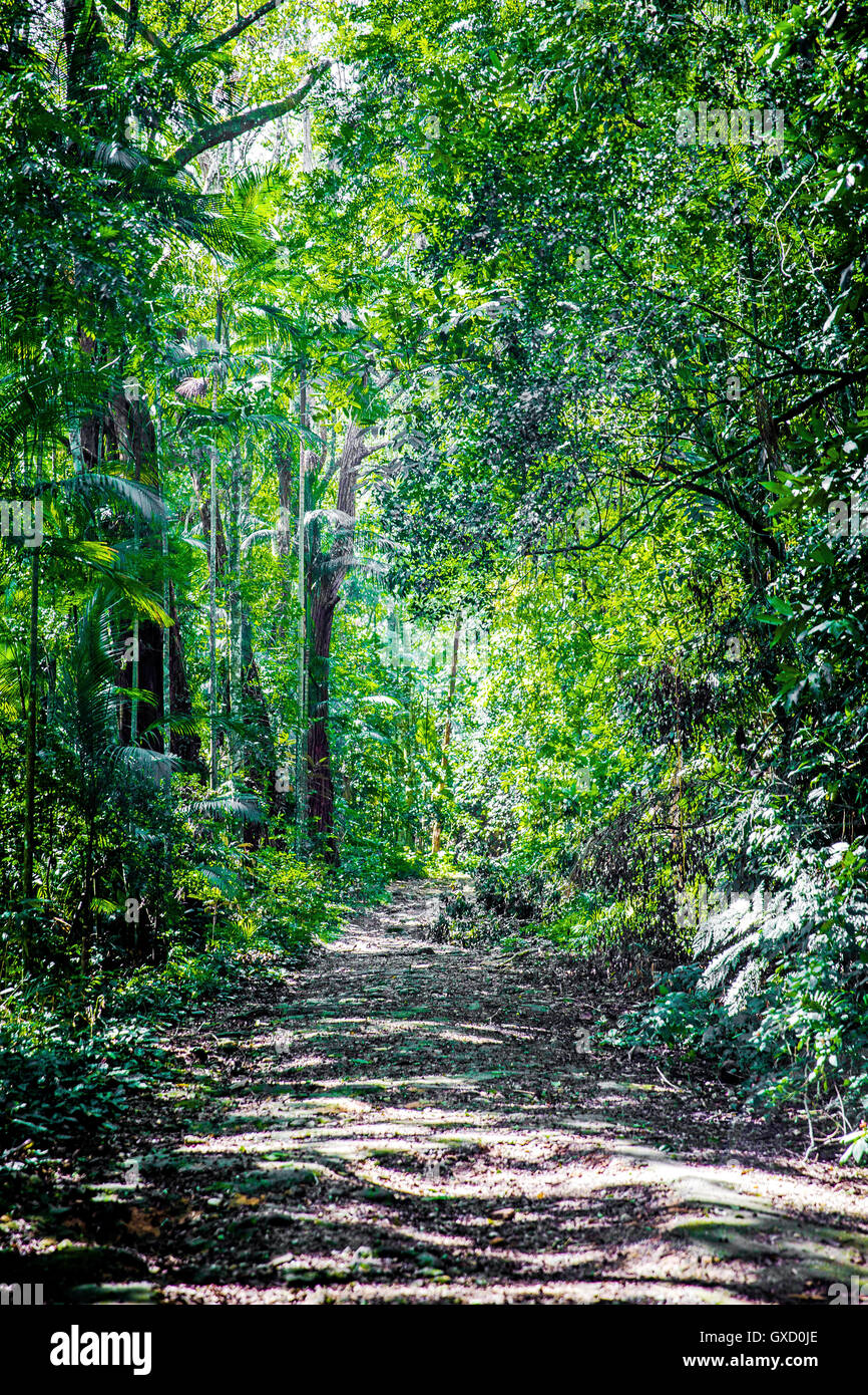 Tijuca Wald, Regenwald, Rio De Janeiro, Brasilien Stockfotografie - Alamy