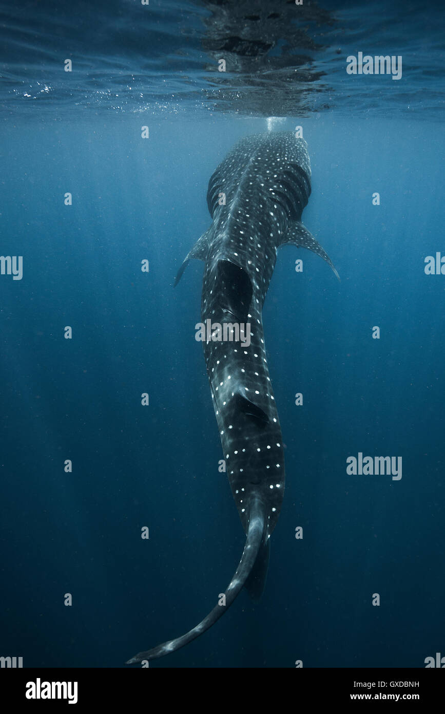 Tiefsee Fische Stockfotos und -bilder Kaufen - Alamy