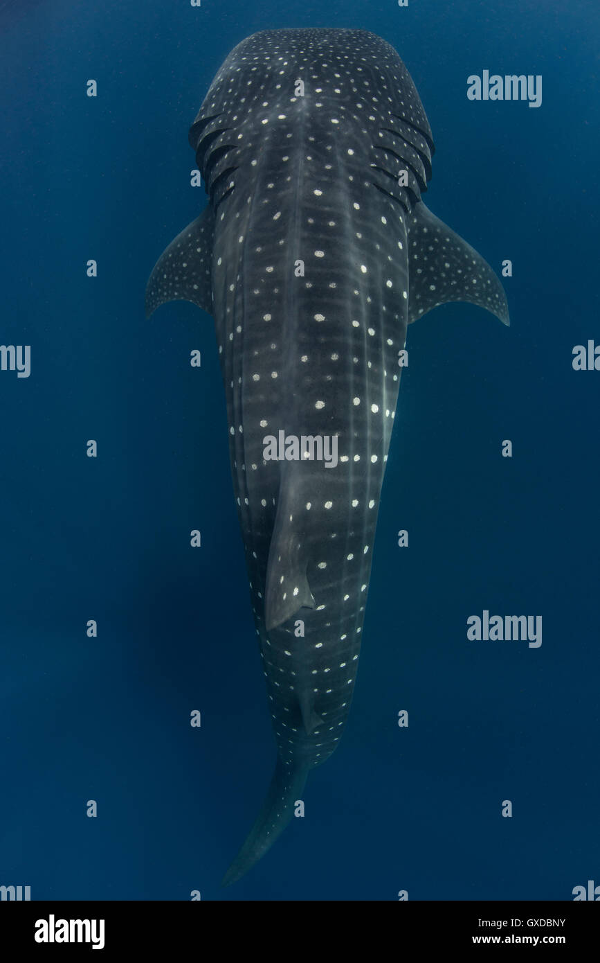 Overhead walhai -Fotos und -Bildmaterial in hoher Auflösung – Alamy