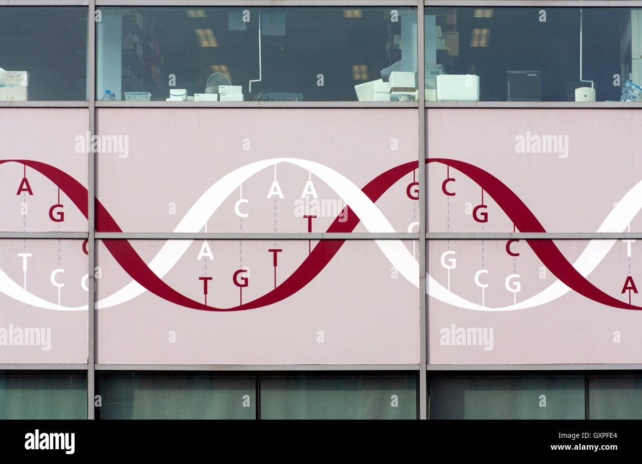 Dna zeichen Stockfotos und -bilder Kaufen - Alamy