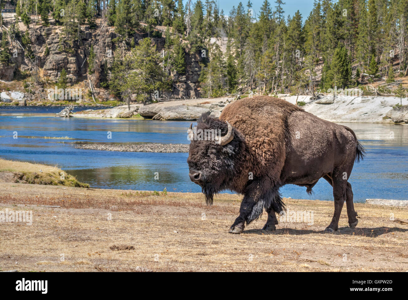 Amerikanischer bison -Fotos und -Bildmaterial in hoher Auflösung – Alamy