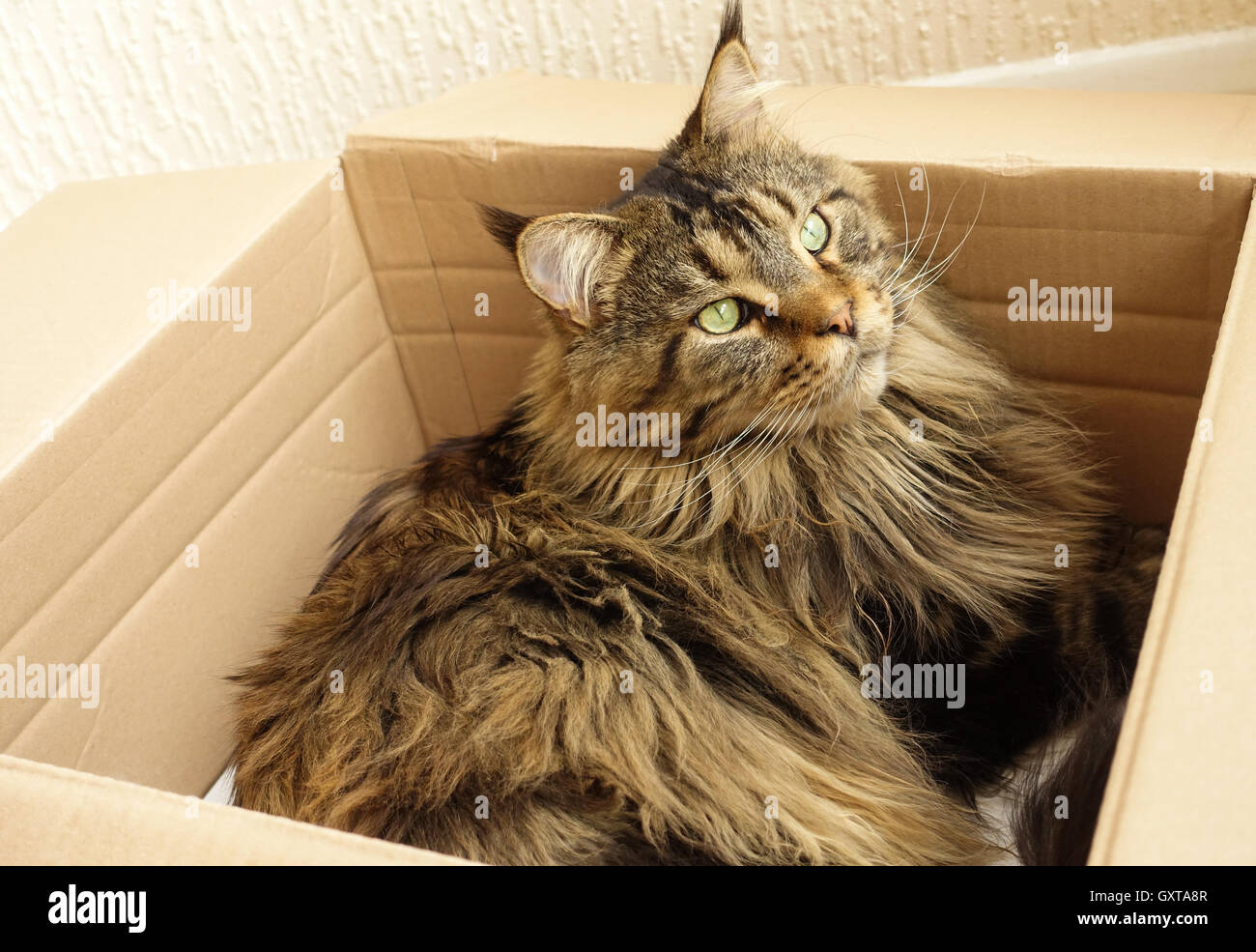 Braun Tabby Maine Coon Katze in einem Karton zu legen Stockfotografie ...