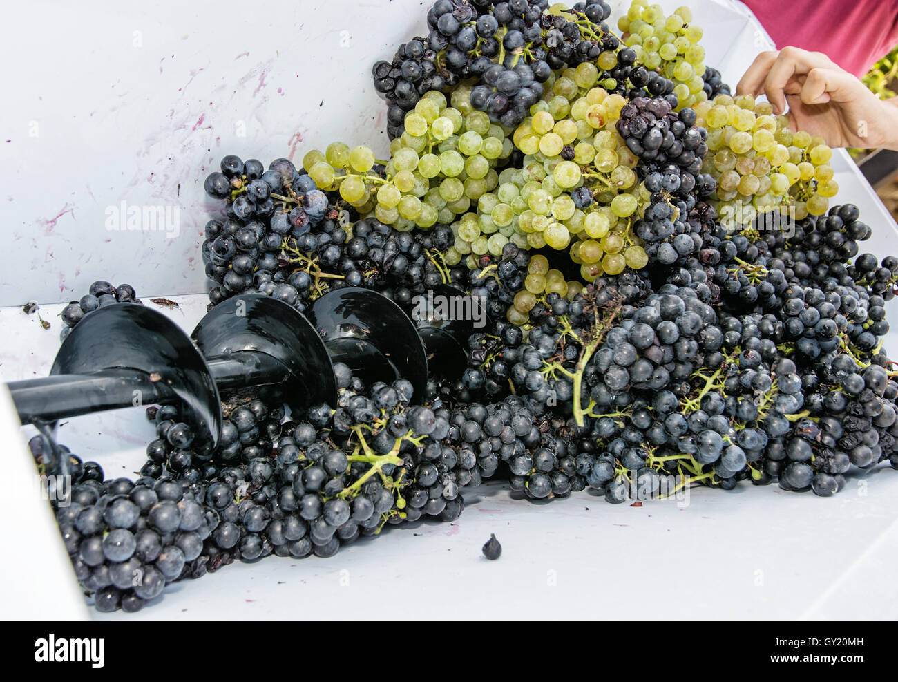 Vine Press Stockfotos und -bilder Kaufen - Alamy