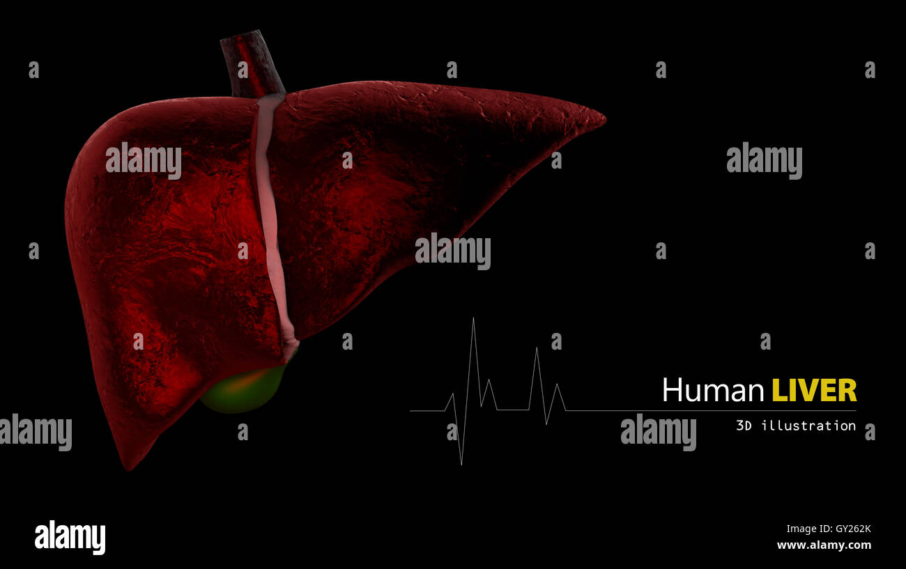 Darstellung der menschlichen Anatomie Leber Stockfotografie - Alamy