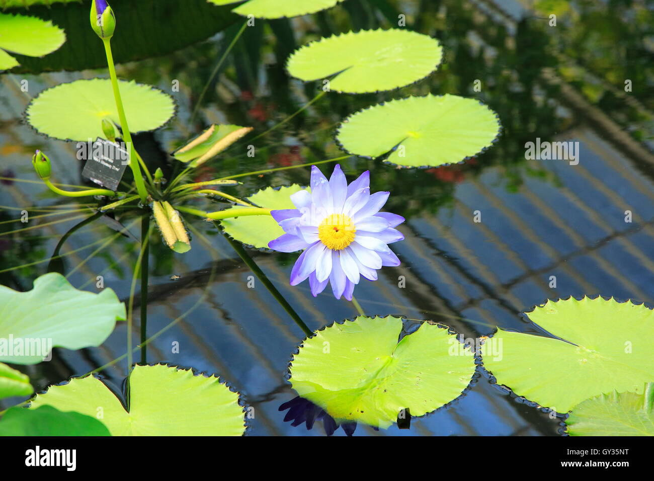 Amazon Waterlily (Victoria Amazonica) Blume und schwimmende Seerose ...