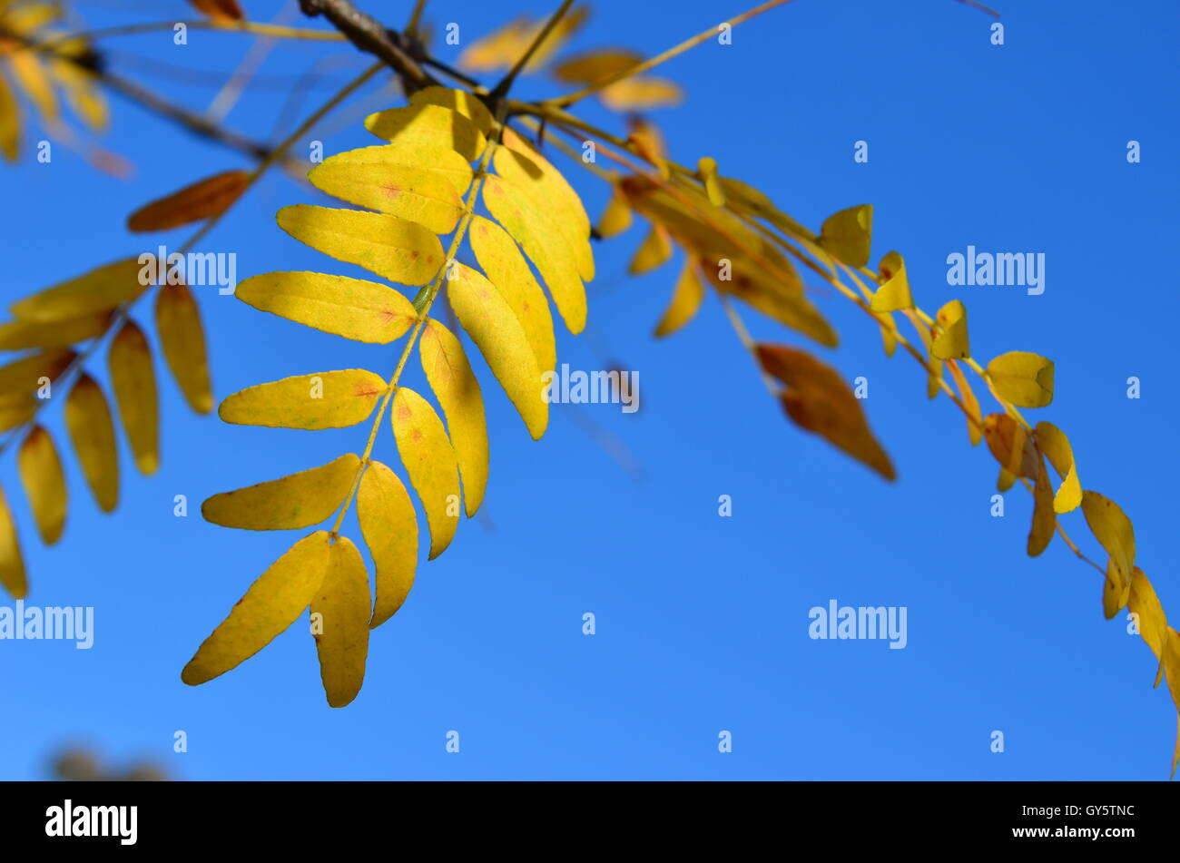 Gleditsia sunburst -Fotos und -Bildmaterial in hoher Auflösung – Alamy